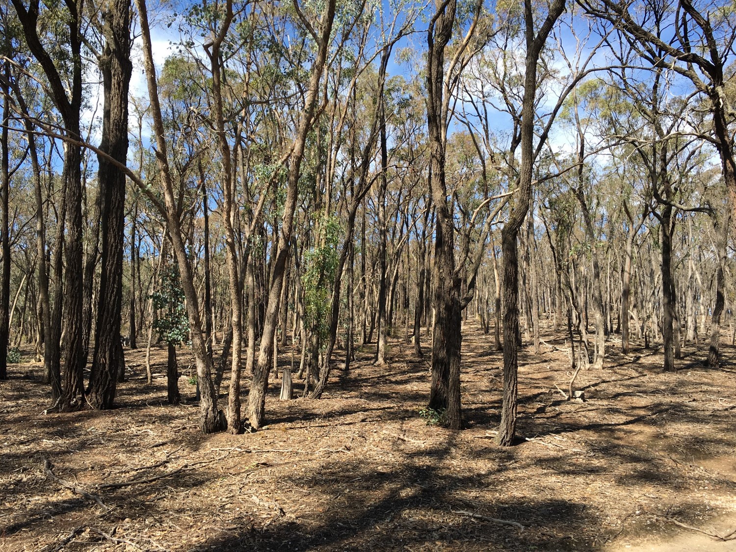 Biodiversity | North Central Regional Catchment Strategy